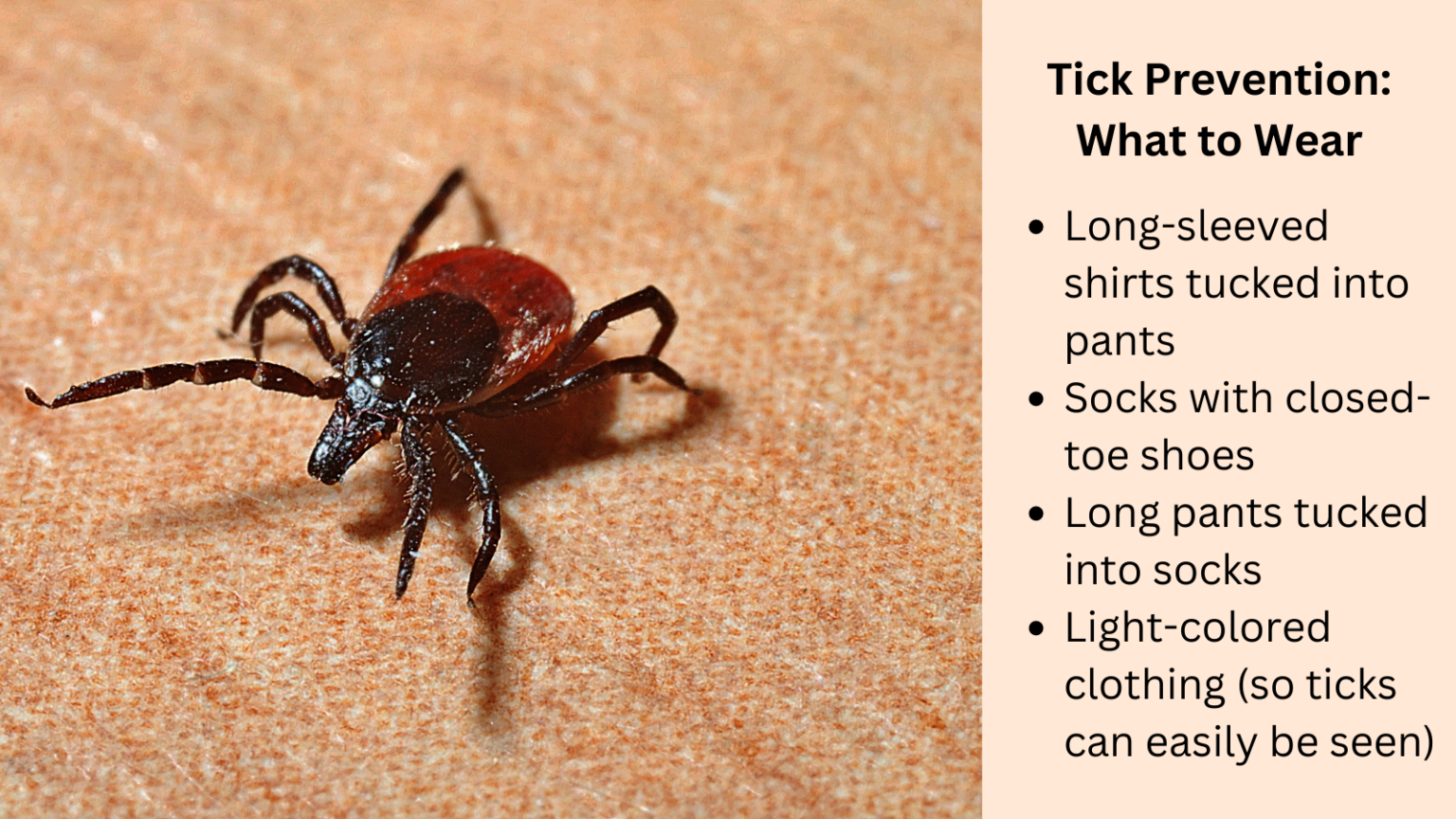 Beating the clock on ticks and tick-borne illnesses - Washington ...